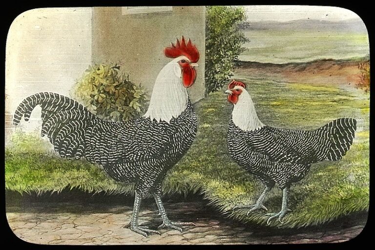 Campine Chicken - Breed Profile - Backyard Poultry